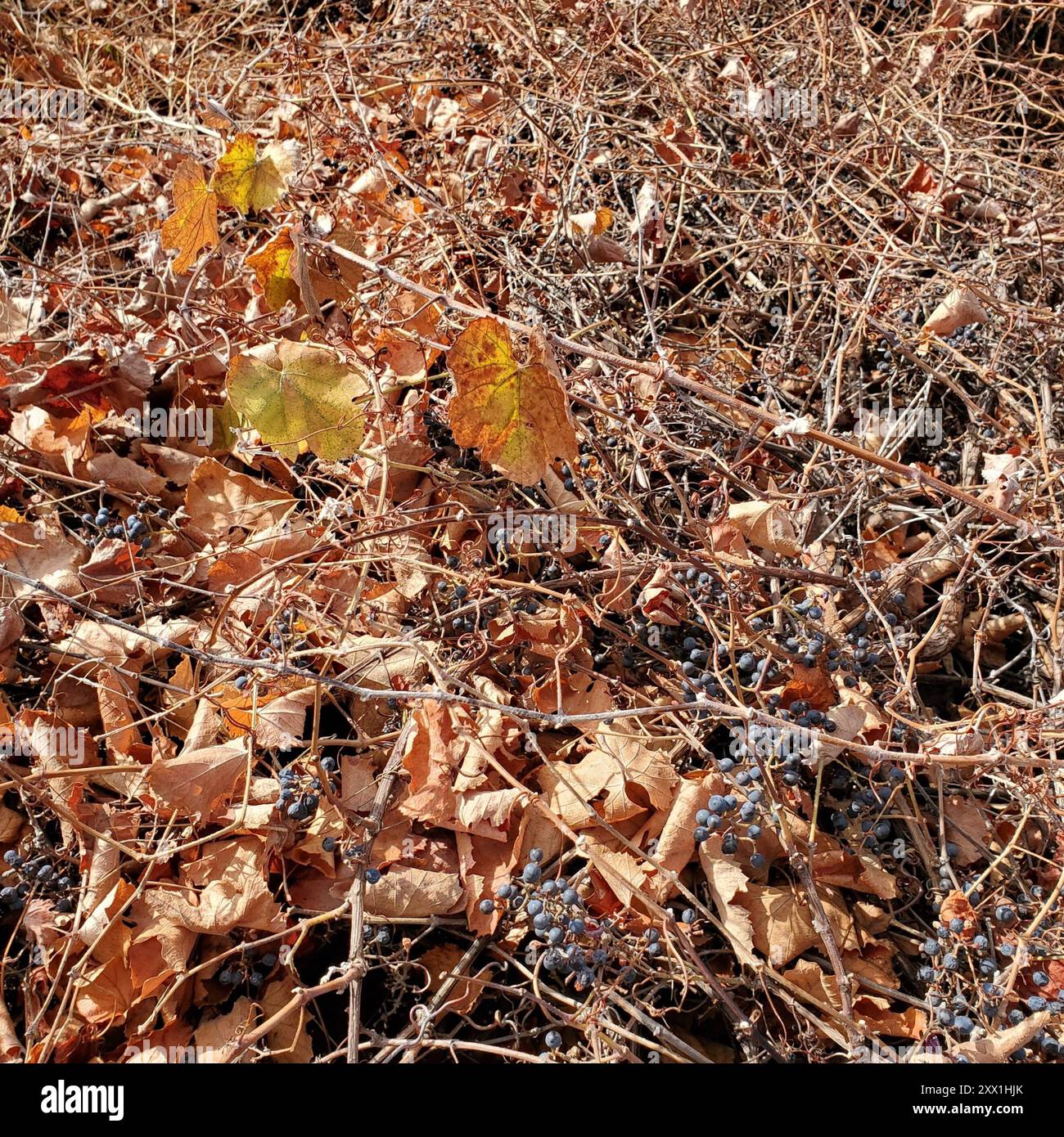 desert wild grape (Vitis girdiana) Plantae Stock Photo - Alamy