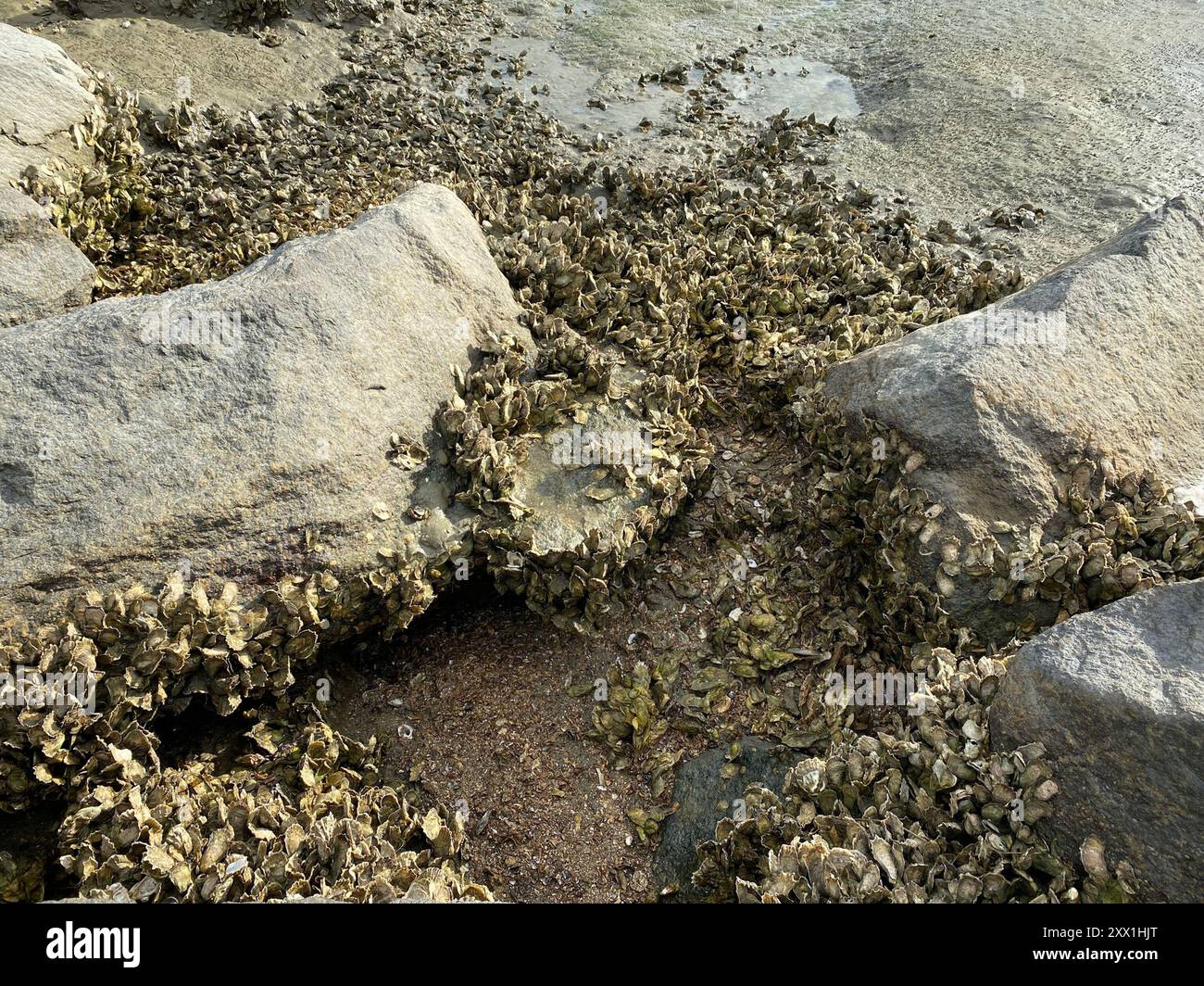 Eastern Oyster (Crassostrea virginica) Mollusca Stock Photo - Alamy