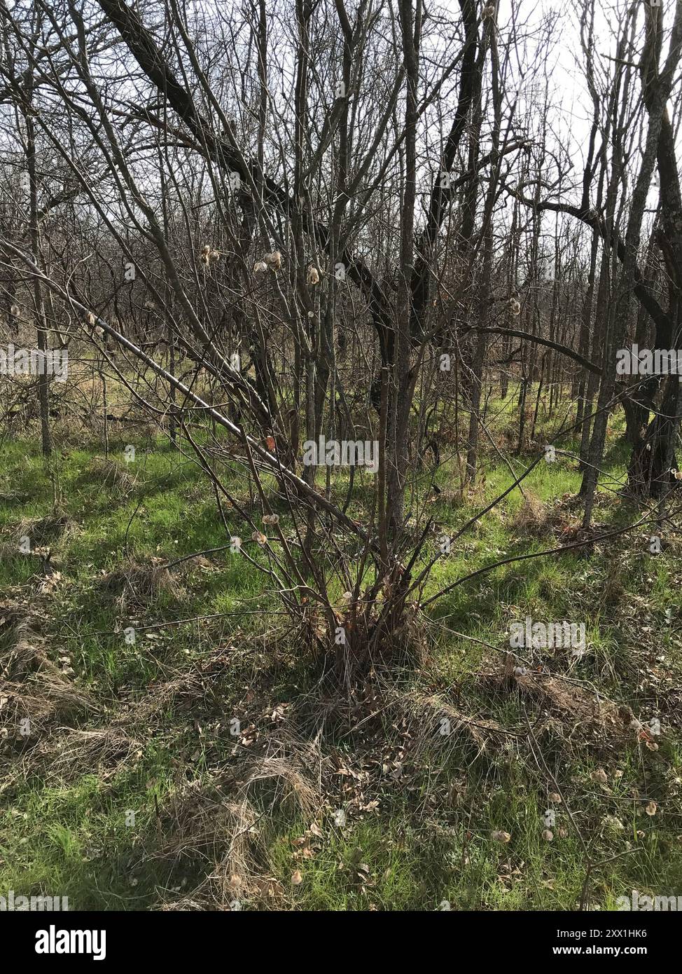 common hoptree (Ptelea trifoliata) Plantae Stock Photo - Alamy