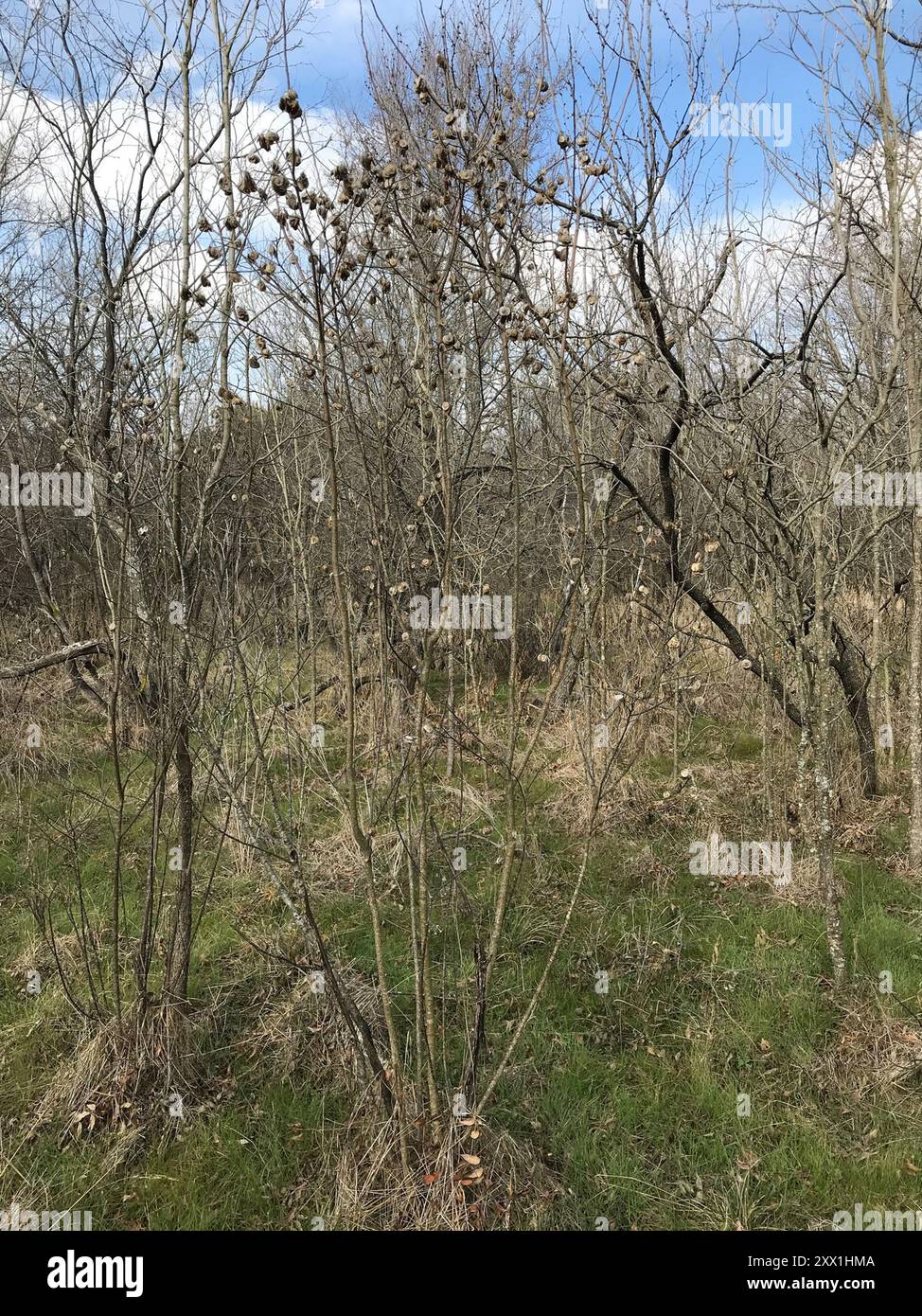 common hoptree (Ptelea trifoliata) Plantae Stock Photo - Alamy