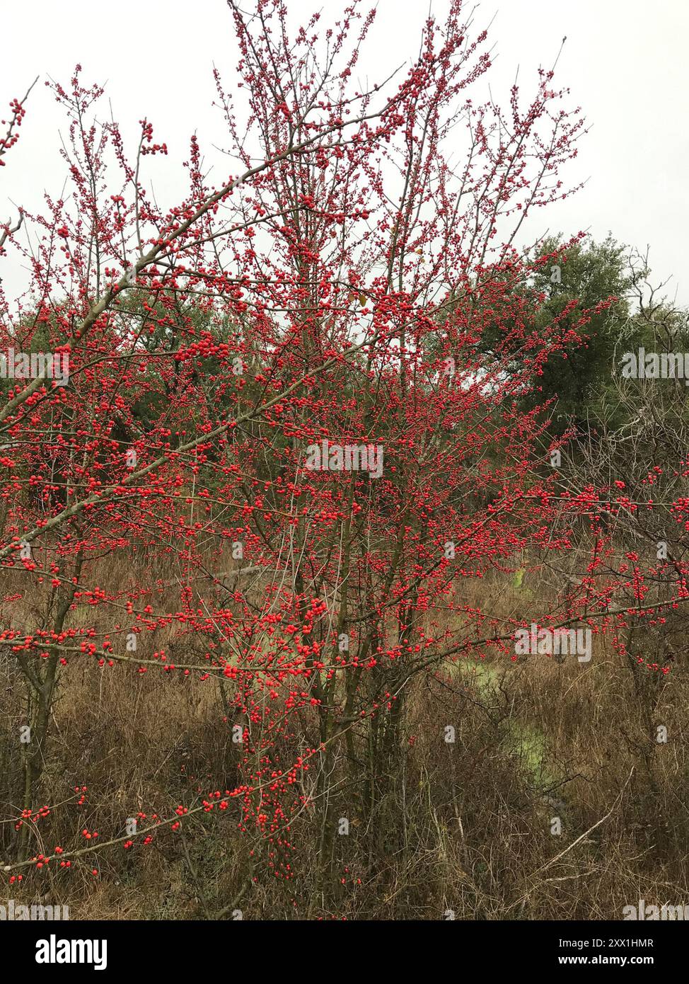 possumhaw (Ilex decidua) Plantae Stock Photo - Alamy
