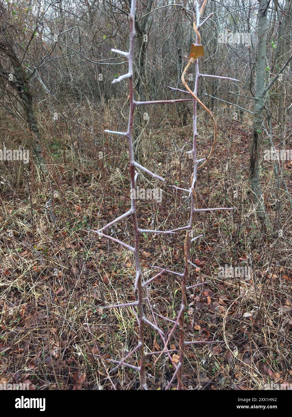 Callery pear (Pyrus calleryana) Plantae Stock Photo - Alamy