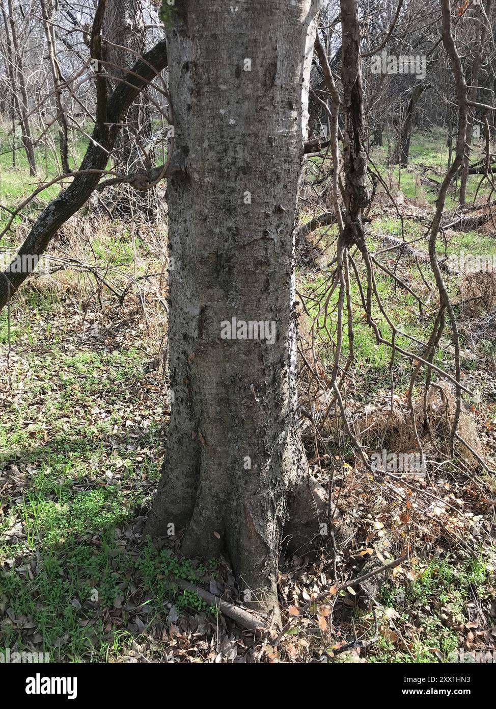 sugar hackberry (Celtis laevigata) Plantae Stock Photo - Alamy