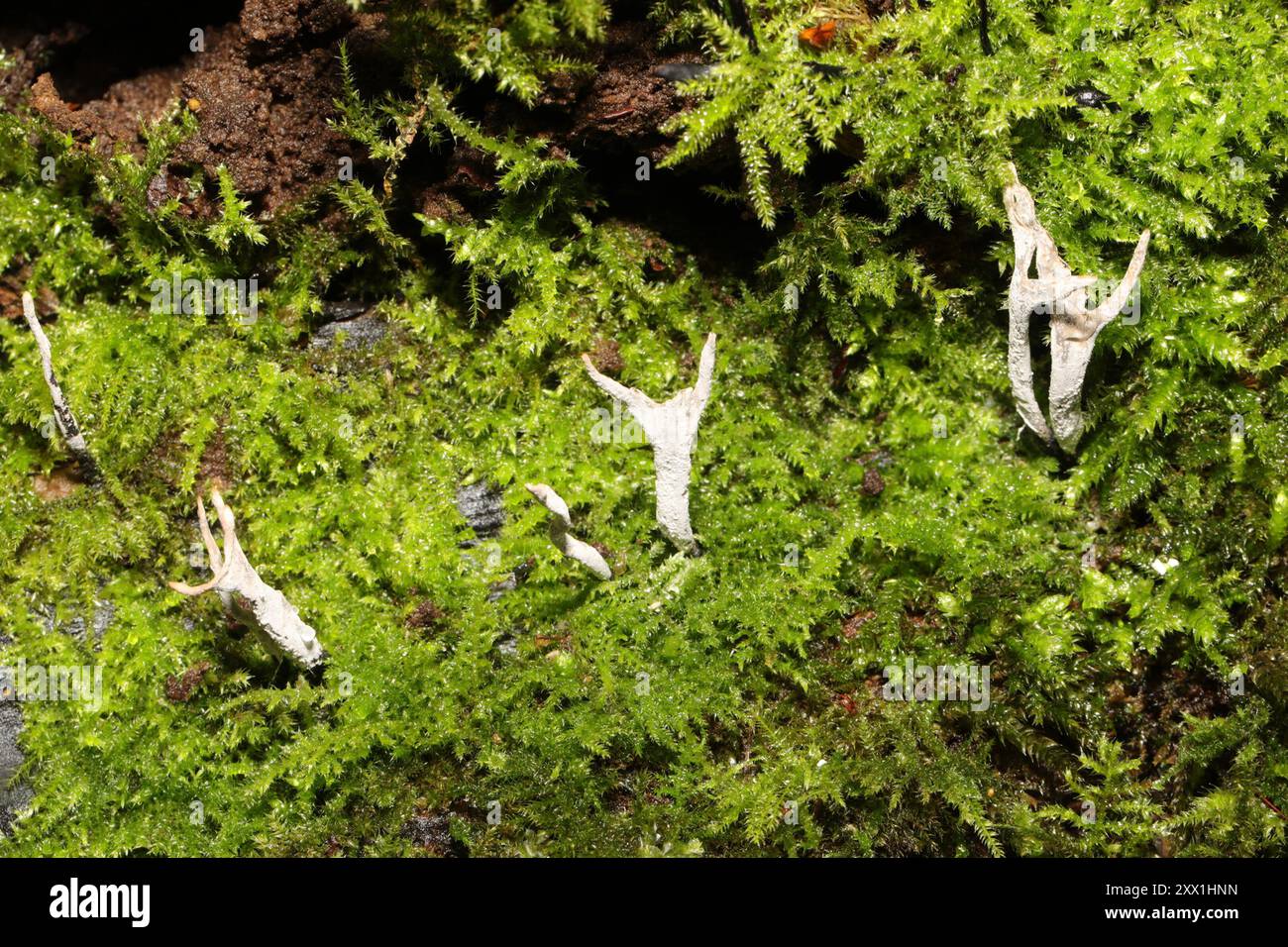 Candlesnuff Fungus (Xylaria hypoxylon) Fungi Stock Photo - Alamy