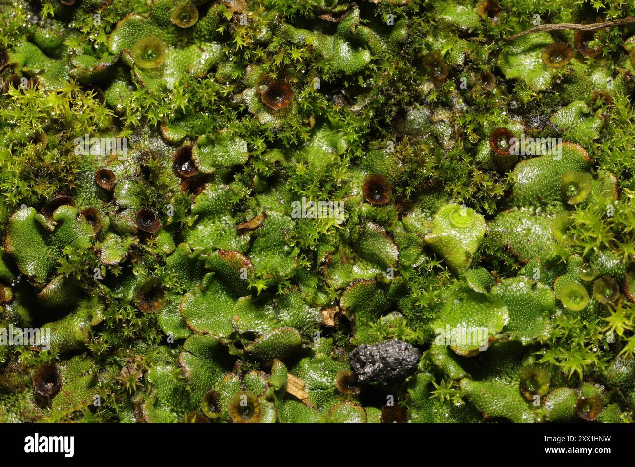 Common Liverwort (Marchantia polymorpha) Plantae Stock Photo - Alamy