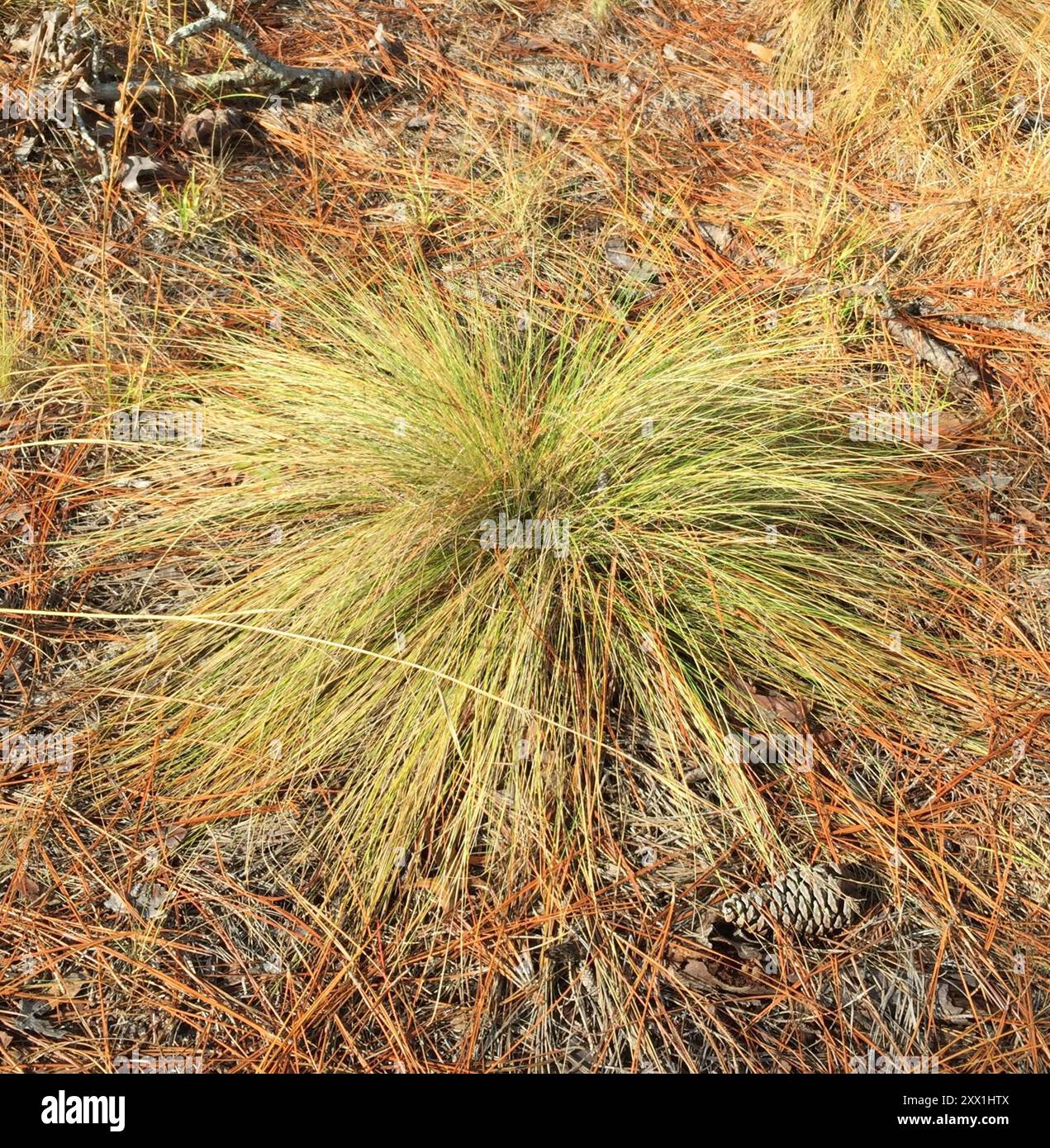 Wire grass (Aristida stricta) Plantae Stock Photo - Alamy
