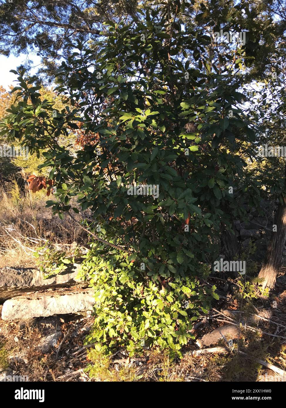 Chinese Photinia (Photinia serratifolia) Plantae Stock Photo - Alamy