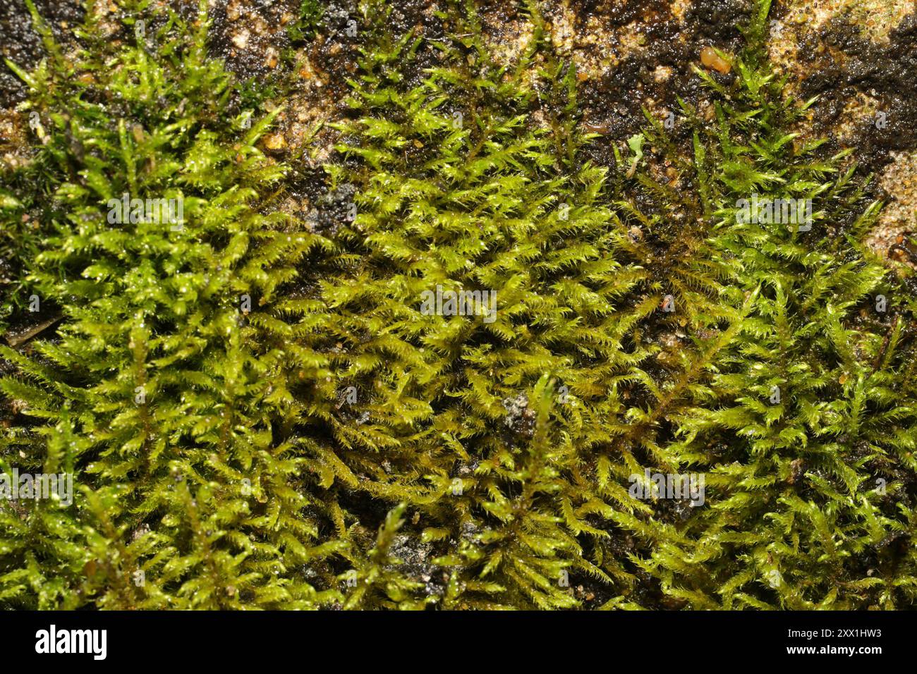 Silky Wall Feather-moss (Homalothecium sericeum) Plantae Stock Photo ...