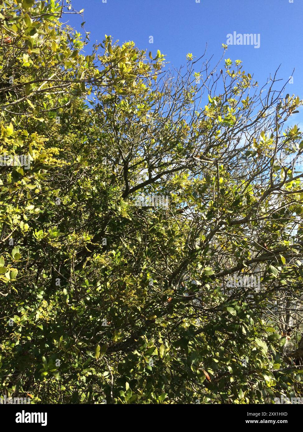 Kermes oak (Quercus coccifera) Plantae Stock Photo - Alamy
