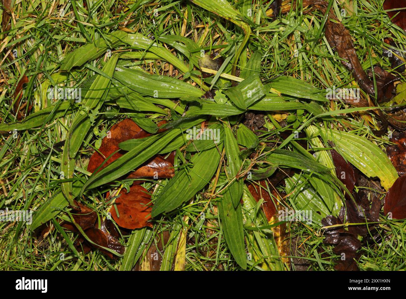 ribwort plantain (Plantago lanceolata) Plantae Stock Photo - Alamy