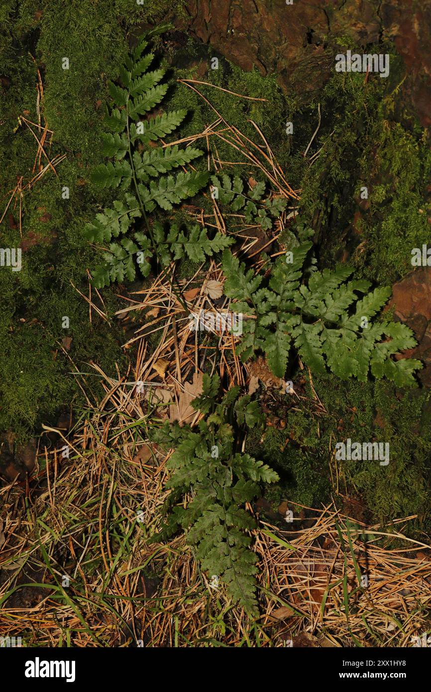 broad buckler-fern (Dryopteris dilatata) Plantae Stock Photo - Alamy