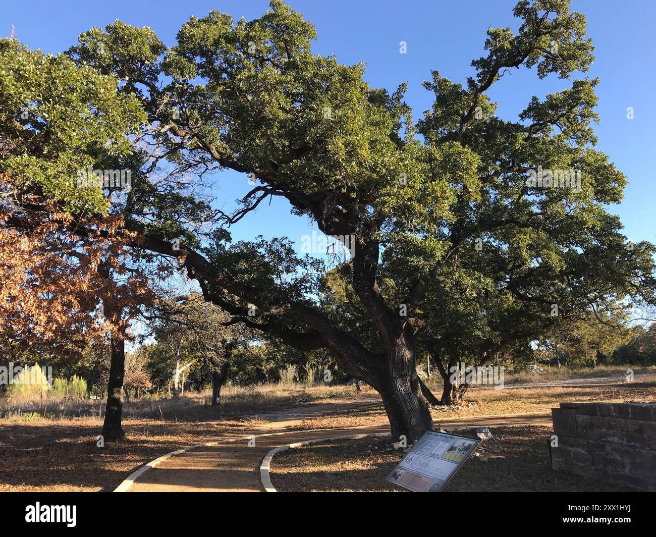 Texas live oak (Quercus fusiformis) Plantae Stock Photo - Alamy
