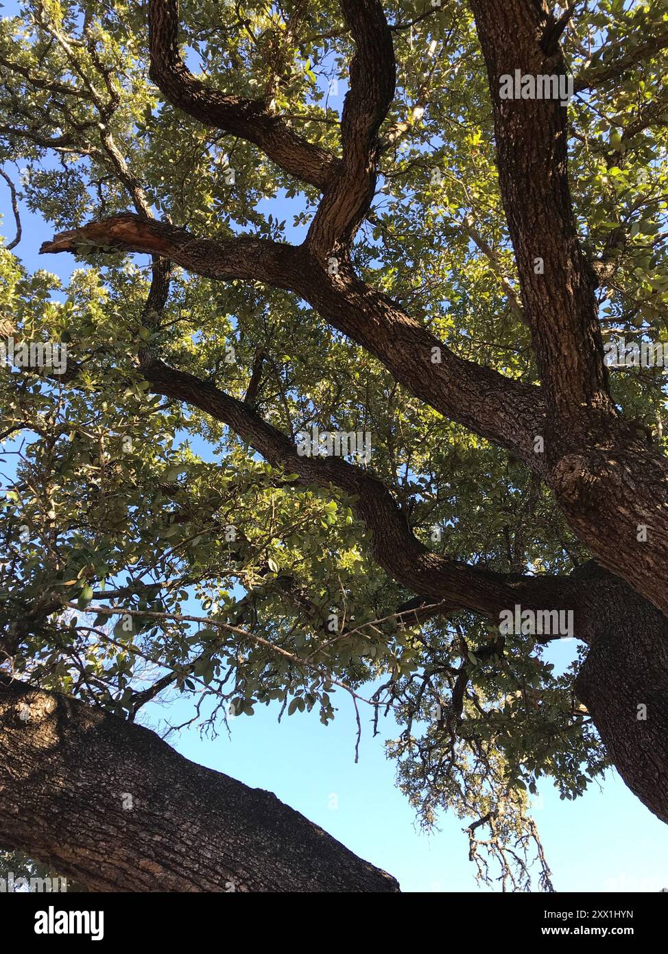 Texas live oak (Quercus fusiformis) Plantae Stock Photo - Alamy
