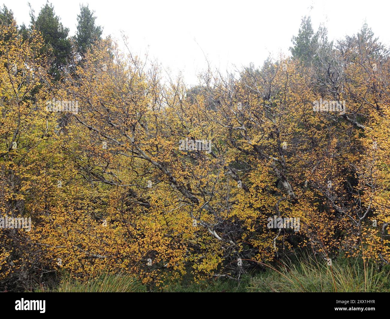 deciduous beech (Nothofagus gunnii) Plantae Stock Photo - Alamy
