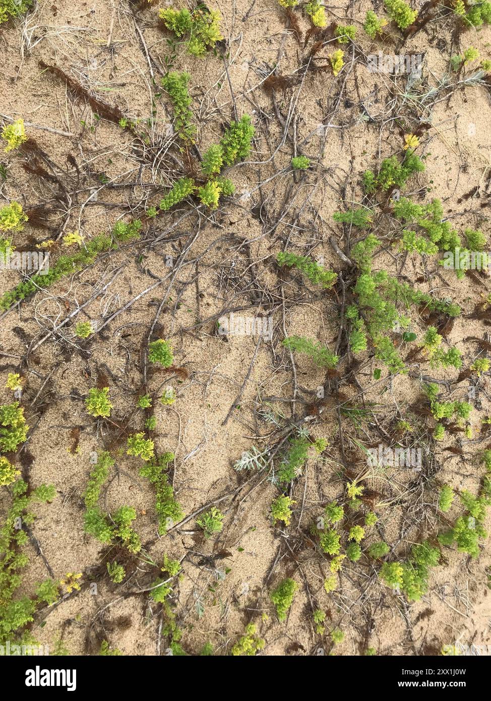 (Senecio platensis) Plantae Stock Photo - Alamy