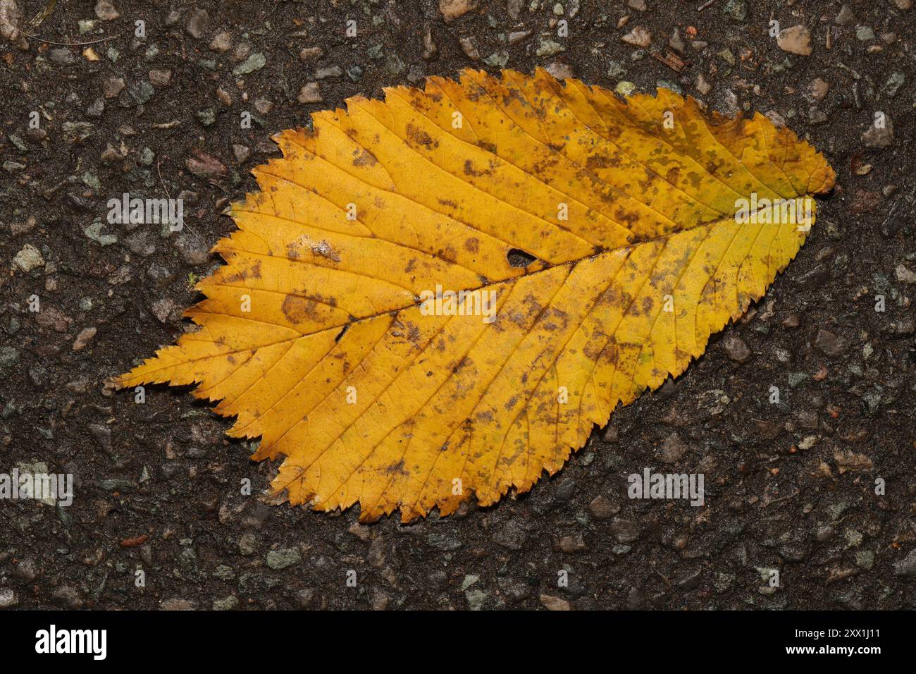 Wych Elm (Ulmus glabra) Plantae Stock Photo - Alamy