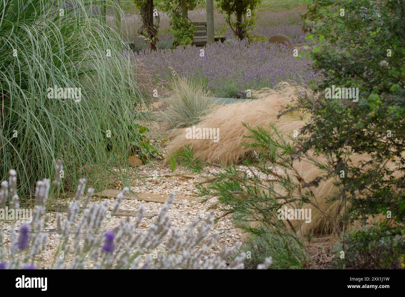 Long grasses in a gravel garden Stock Photo - Alamy