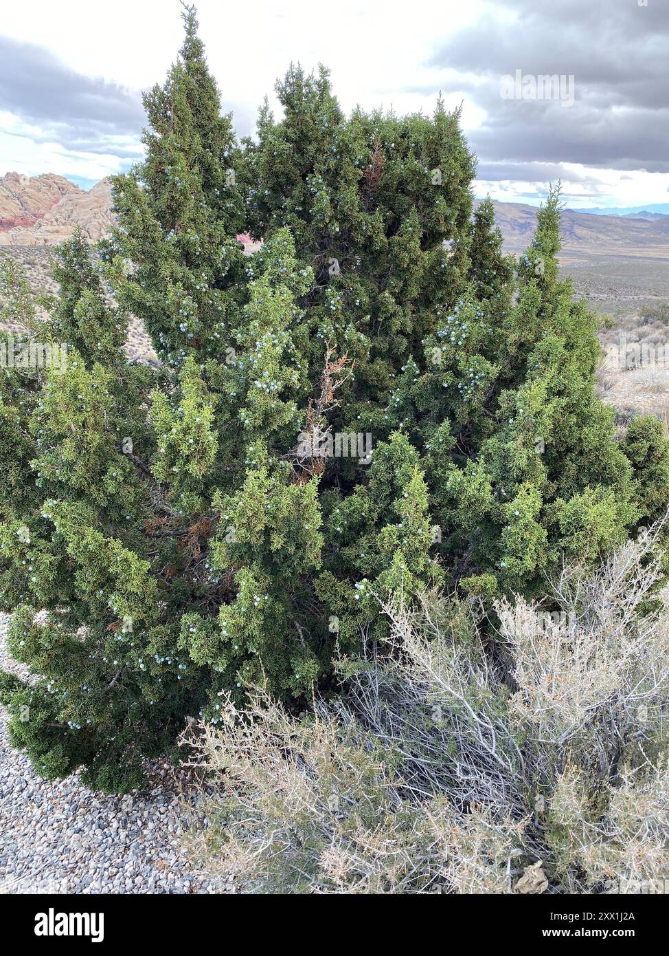 Utah Juniper (Juniperus osteosperma) Plantae Stock Photo - Alamy
