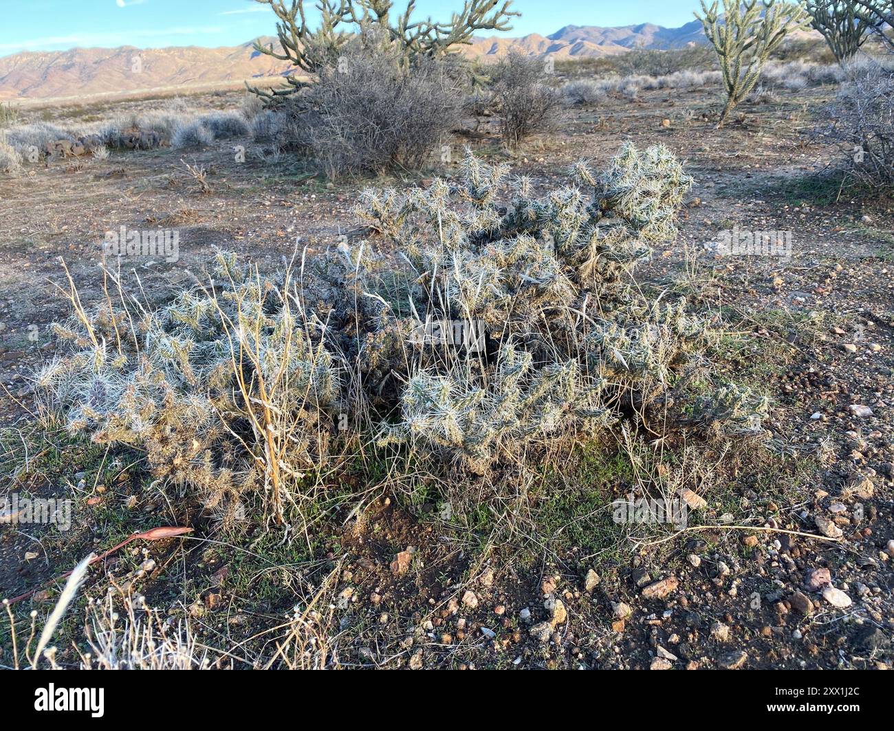 Whipple cholla hi-res stock photography and images - Alamy