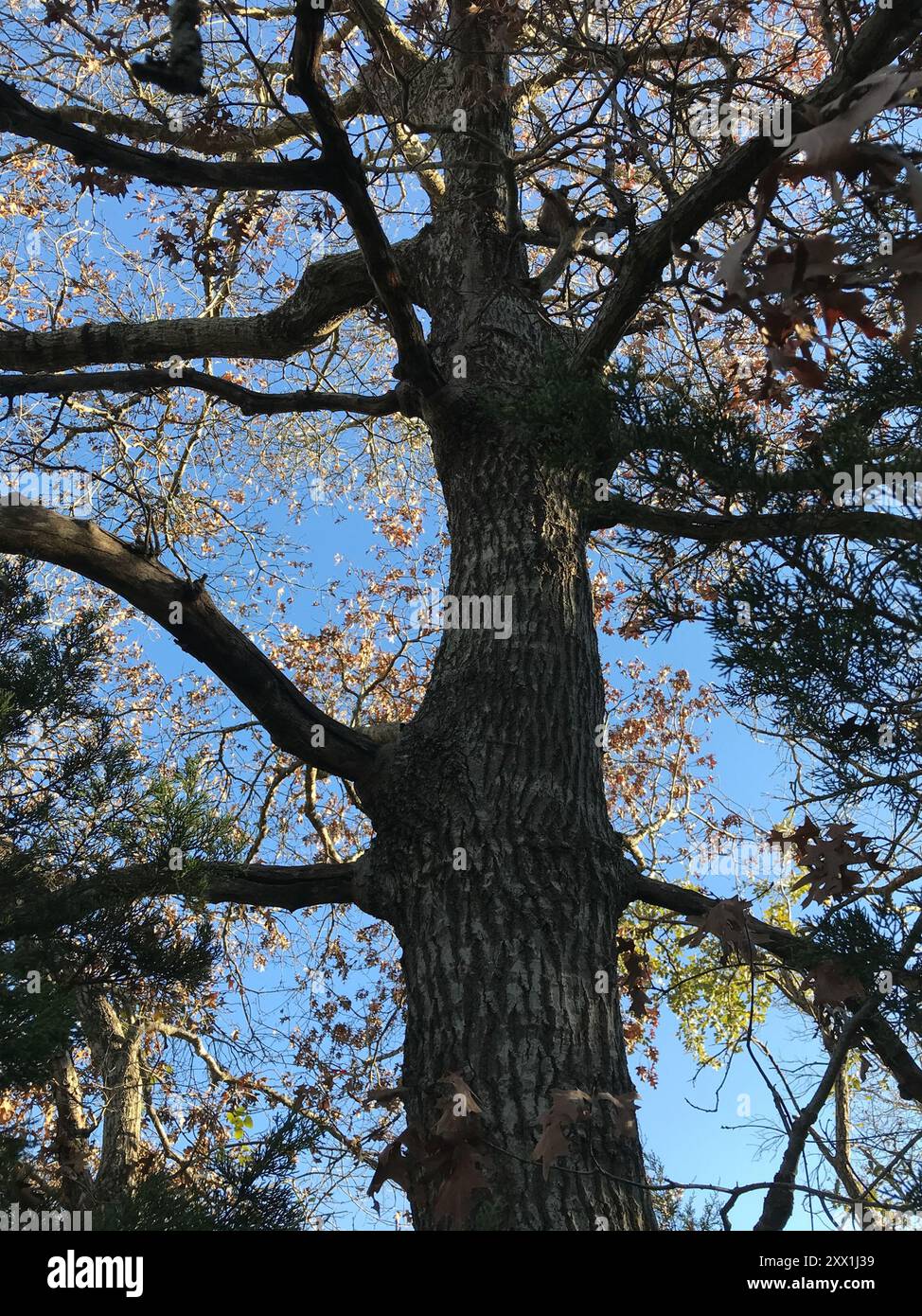Buckley's oak (Quercus buckleyi) Plantae Stock Photo - Alamy