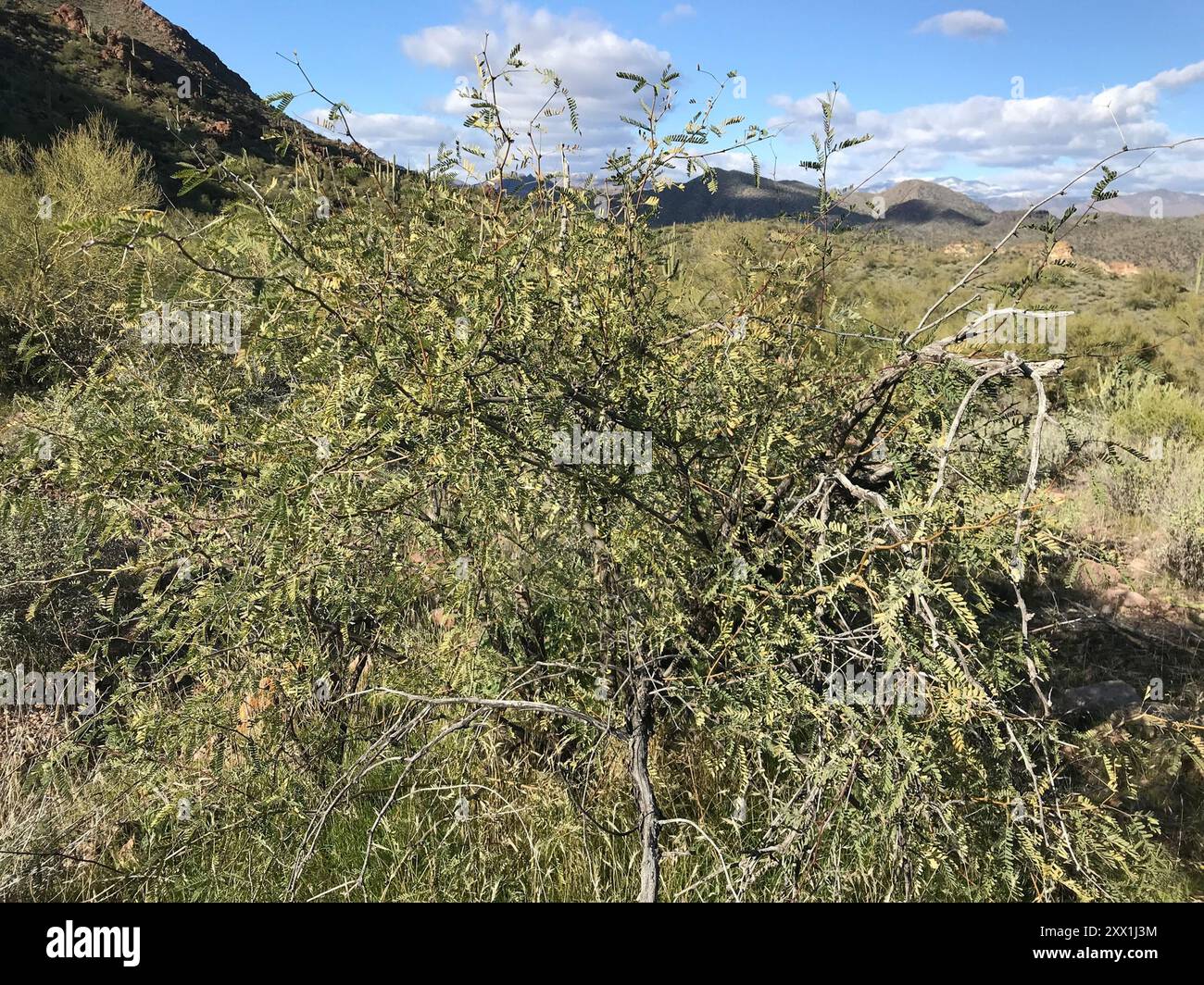 mesquites (Neltuma) Plantae Stock Photo - Alamy