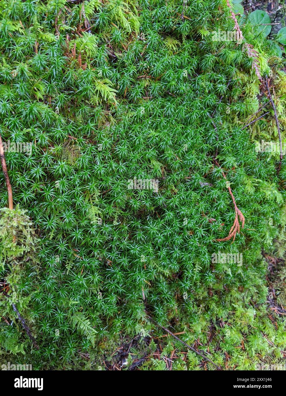 Alpine Haircap Moss (Polytrichastrum alpinum) Plantae Stock Photo - Alamy