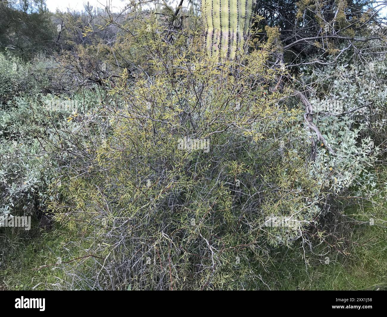 Acacia constricta hi-res stock photography and images - Alamy