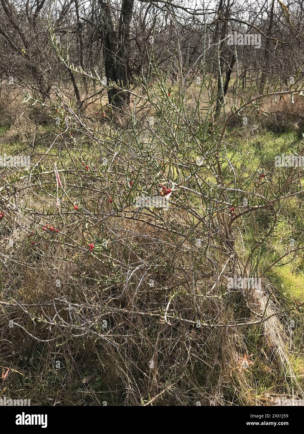 Christmas cholla (Cylindropuntia leptocaulis) Plantae Stock Photo - Alamy