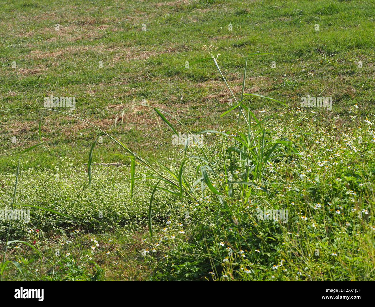 Johnson grass (Sorghum halepense) Plantae Stock Photo - Alamy