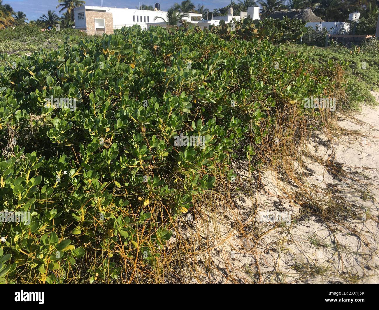 laurel dodder (Cassytha filiformis) Plantae Stock Photo - Alamy