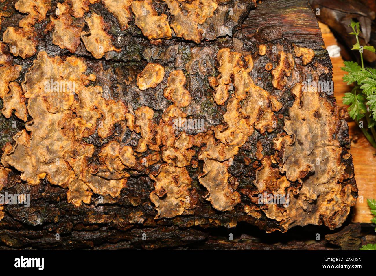 Broadleaf Bleeding-crust (Stereum rugosum) Fungi Stock Photo - Alamy