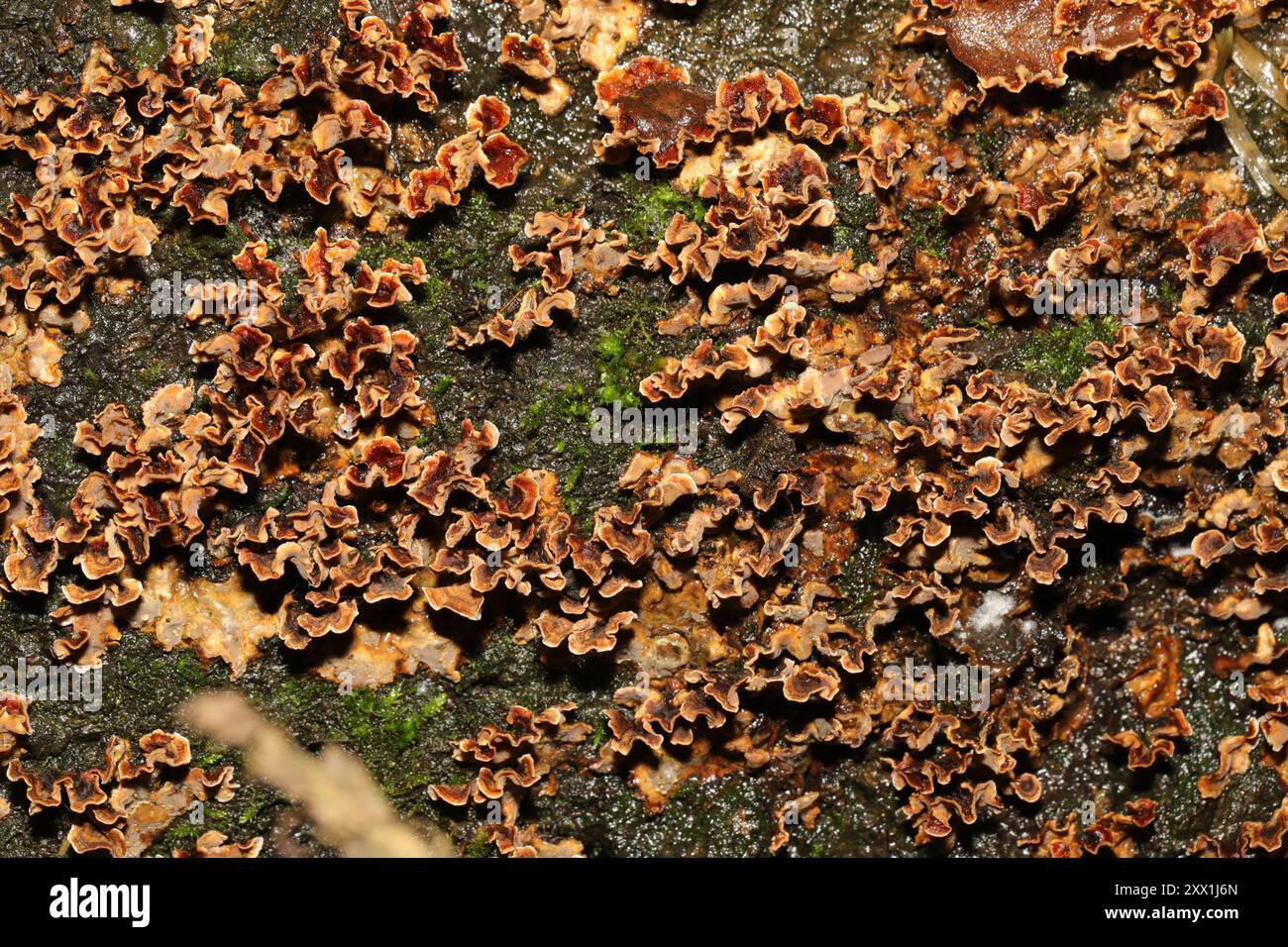 Bleeding Oak Crust (Stereum gausapatum) Fungi Stock Photo - Alamy