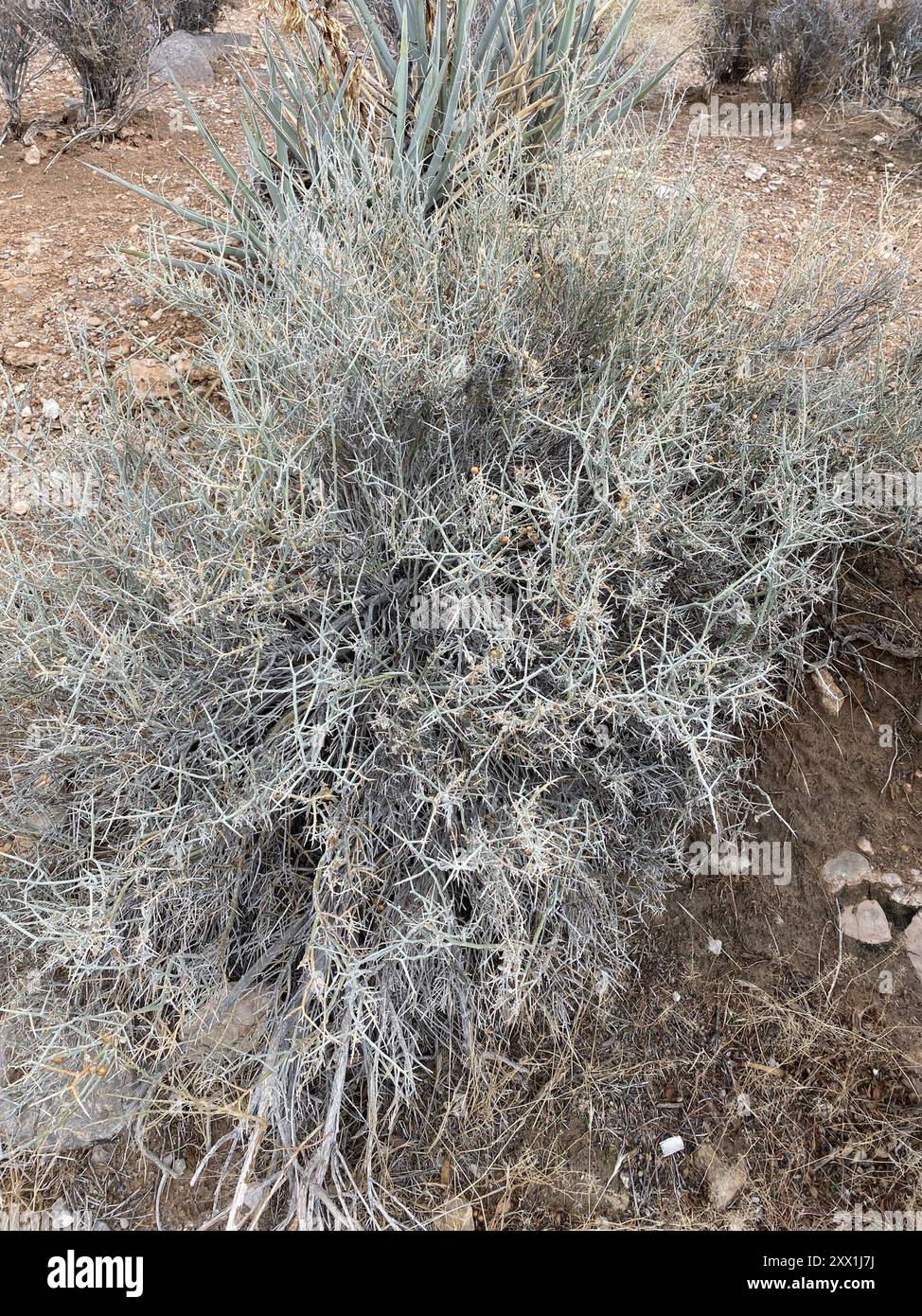 Spiny Menodora (Menodora spinescens) Plantae Stock Photo - Alamy