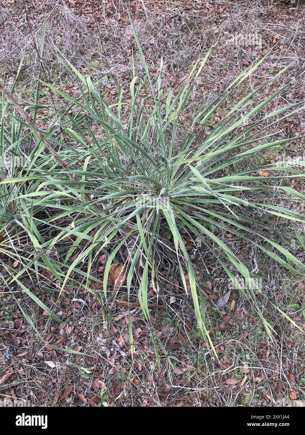 Arkansas yucca hi-res stock photography and images - Alamy