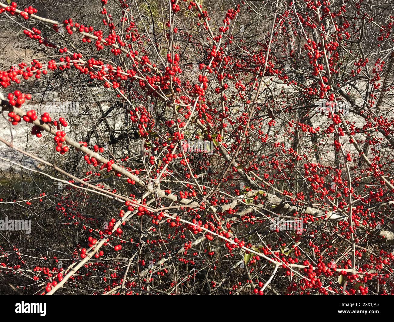 possumhaw (Ilex decidua) Plantae Stock Photo - Alamy