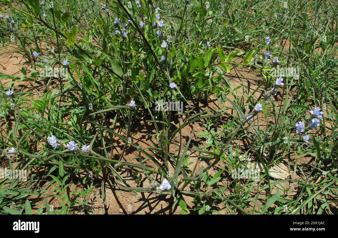 Showy Blue Ear (Cyanotis speciosa) Plantae Stock Photo - Alamy