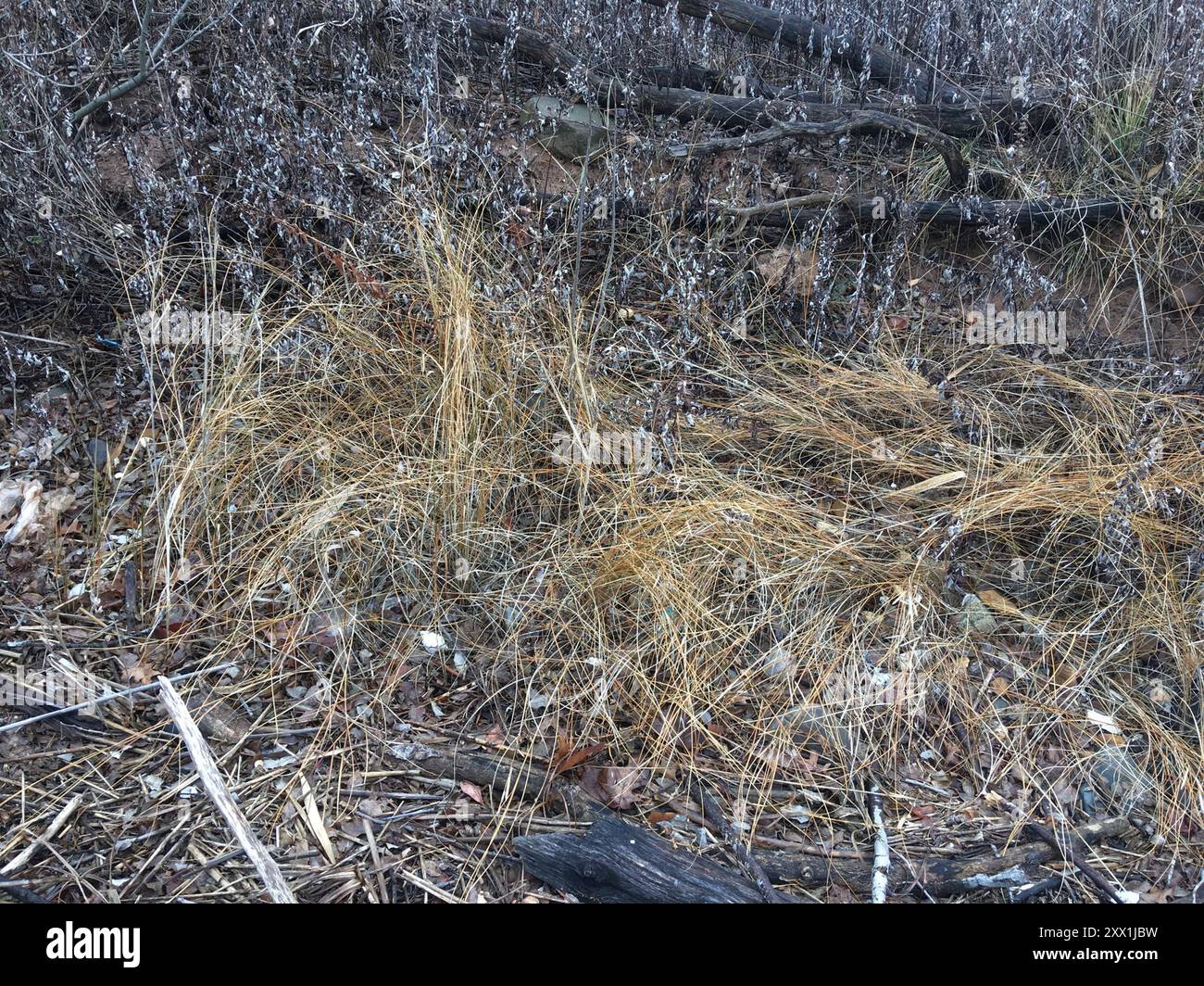 Marsh Hay Cordgrass (Sporobolus pumilus) Plantae Stock Photo - Alamy