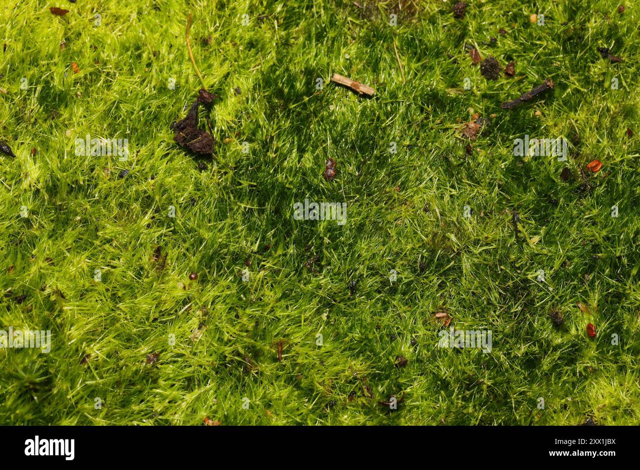 Dwarf Swan-neck Moss (Campylopus pyriformis) Plantae Stock Photo - Alamy