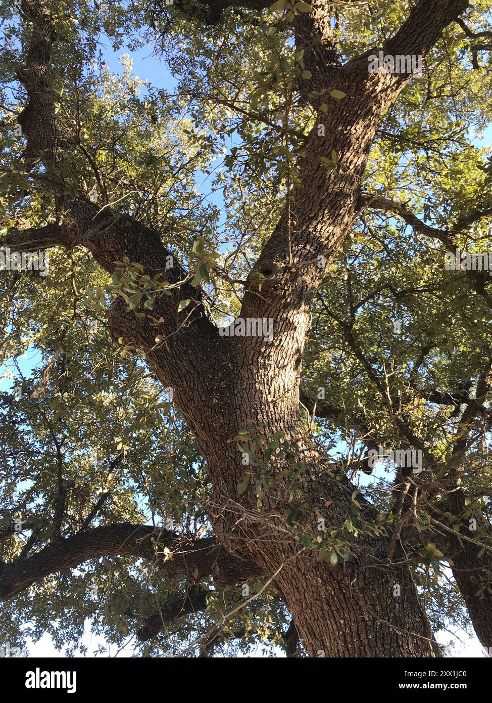 Texas live oak (Quercus fusiformis) Plantae Stock Photo - Alamy