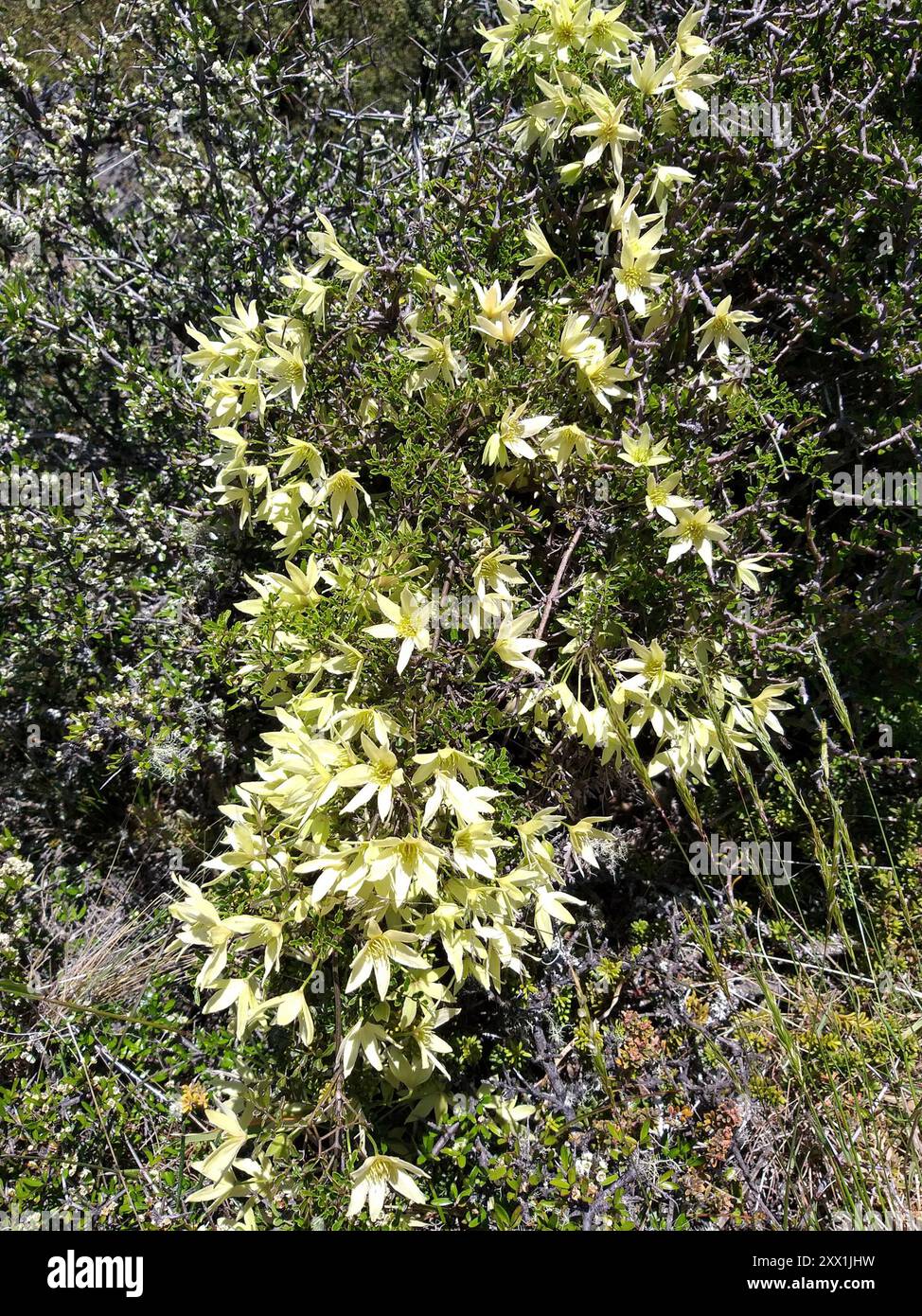 Forster's Clematis (Clematis forsteri) Plantae Stock Photo - Alamy