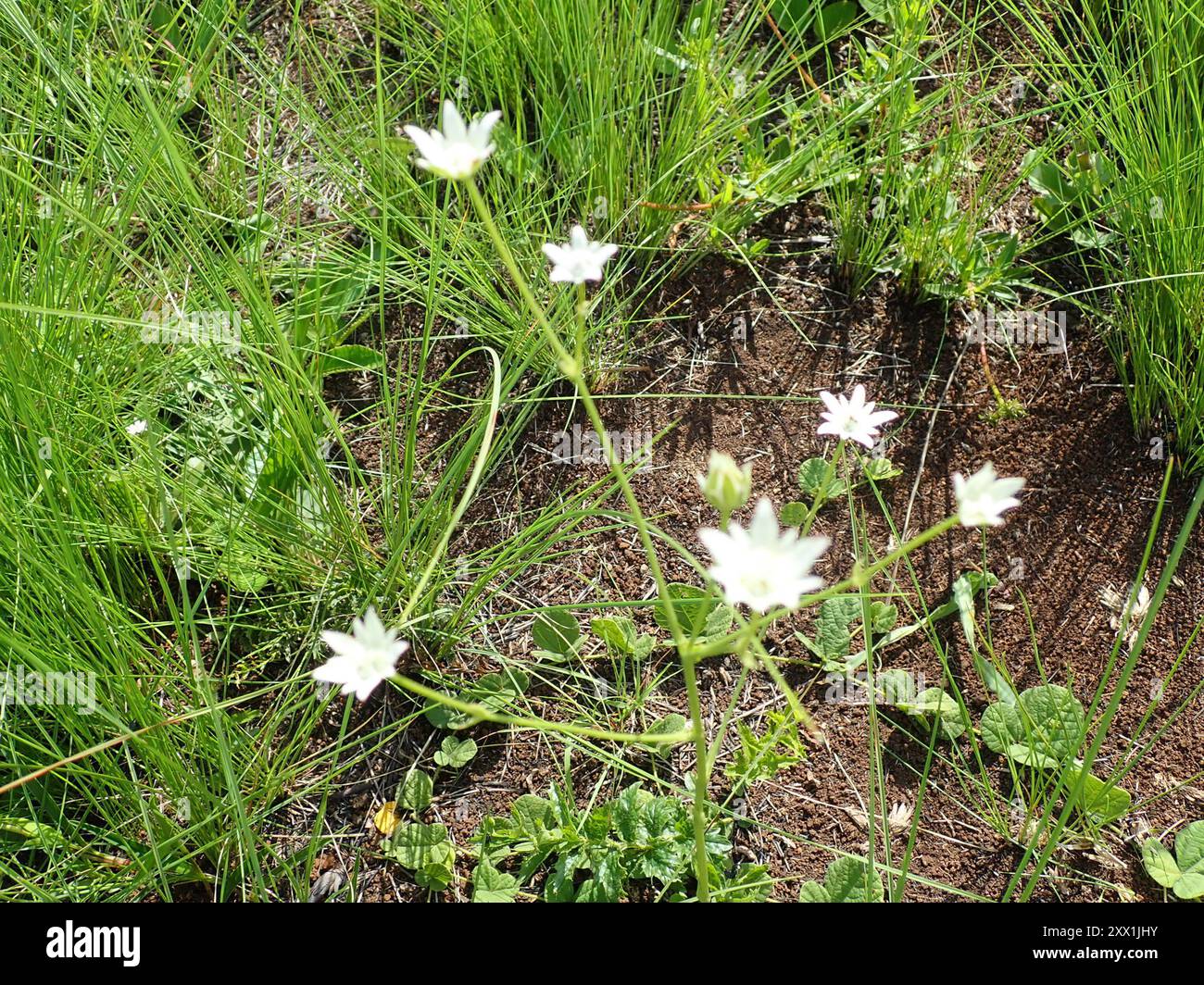 Fivefive Ministar (Alepidea peduncularis) Plantae Stock Photo - Alamy