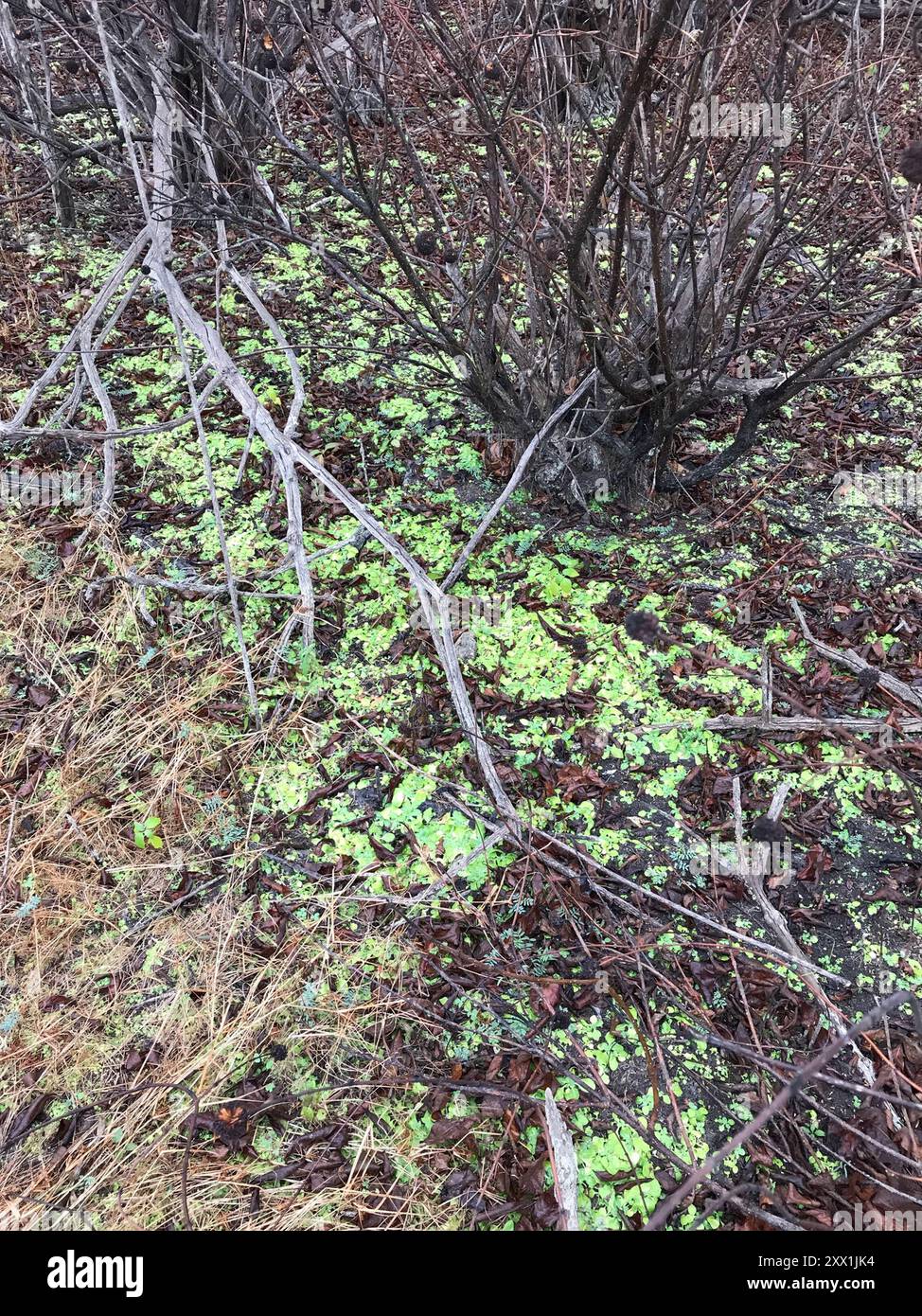 seaside brookweed (Samolus parviflorus) Plantae Stock Photo - Alamy