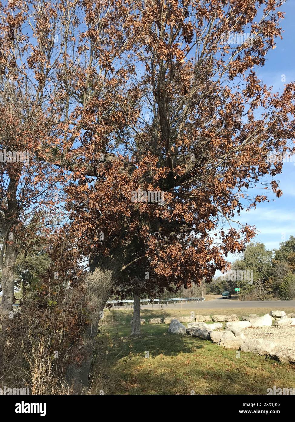 Buckley's oak (Quercus buckleyi) Plantae Stock Photo - Alamy