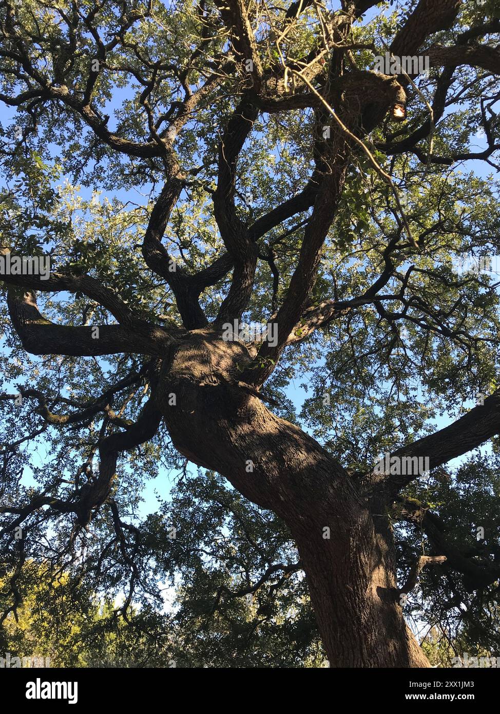 Texas live oak (Quercus fusiformis) Plantae Stock Photo - Alamy
