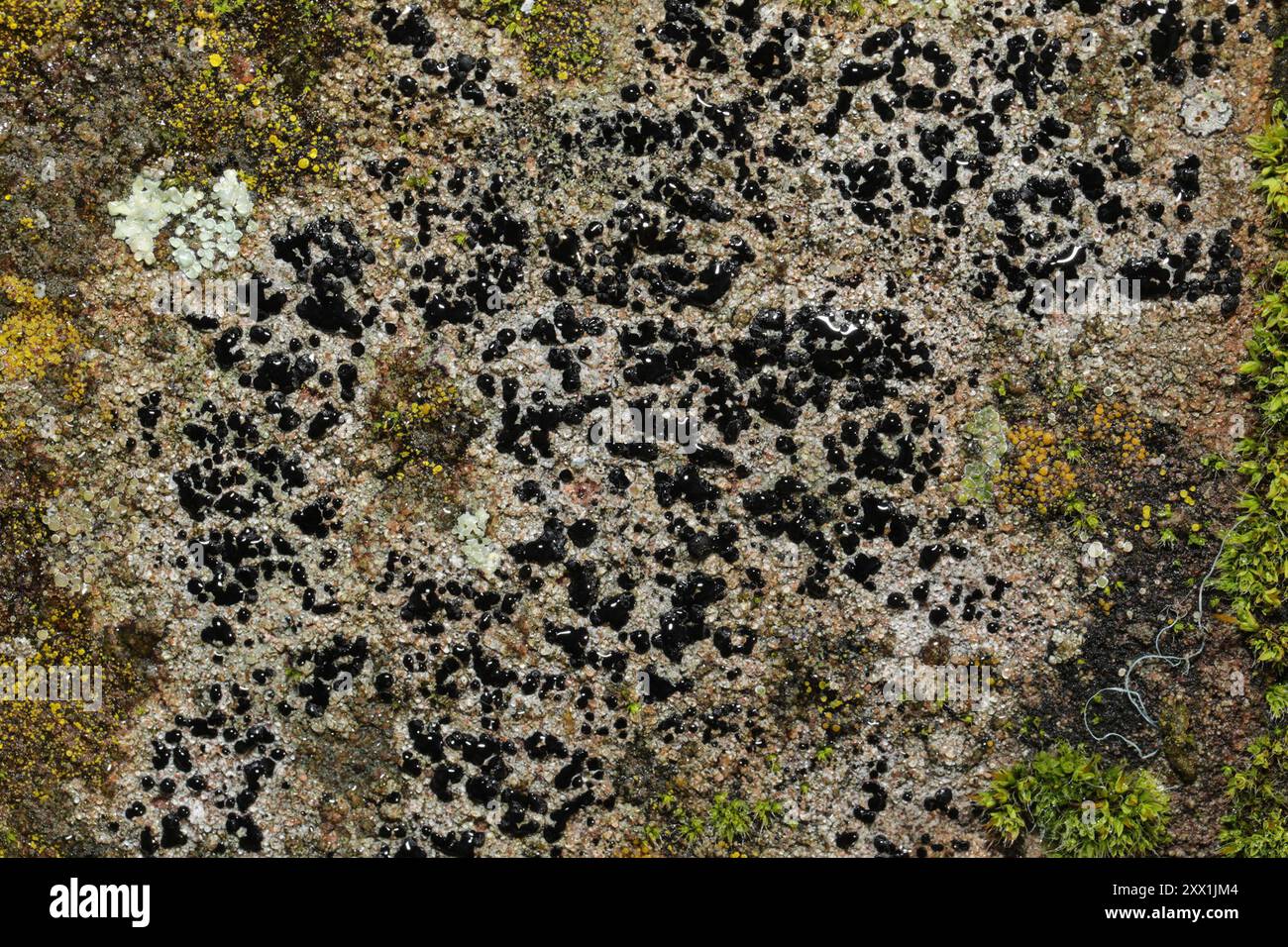 Ascomycete Fungi (Ascomycota) Fungi Stock Photo - Alamy