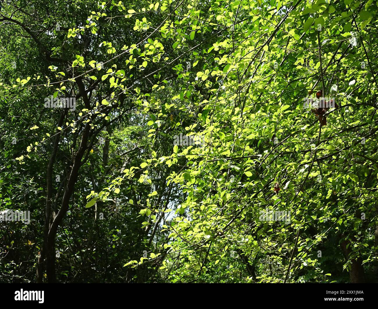 Native Bougainvillea (Pisonia aculeata) Plantae Stock Photo - Alamy