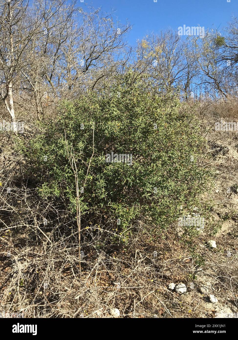 Agarita (Berberis trifoliolata) Plantae Stock Photo - Alamy