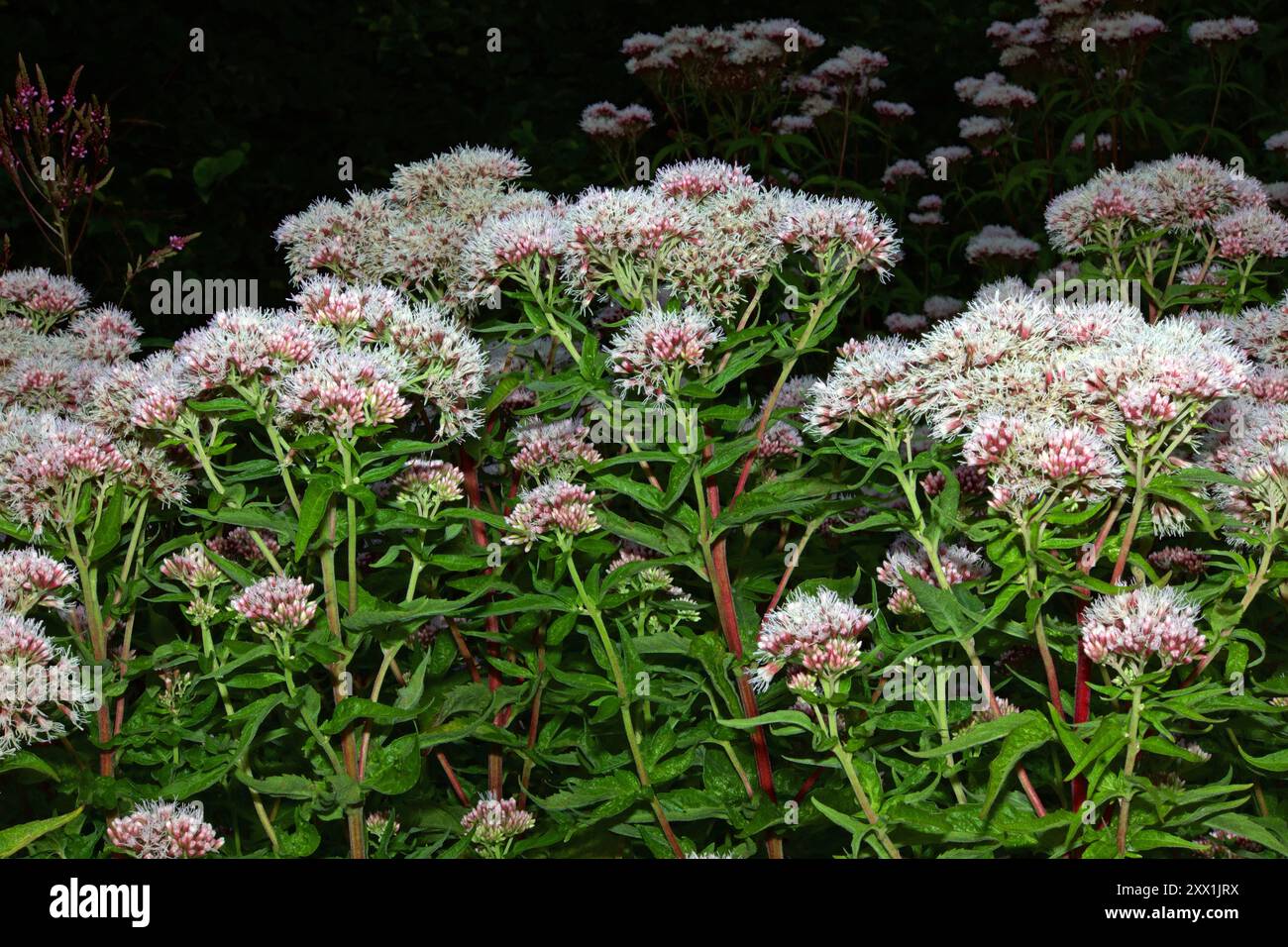 Plant of riverbanks and shady woodland edges hi-res stock photography ...