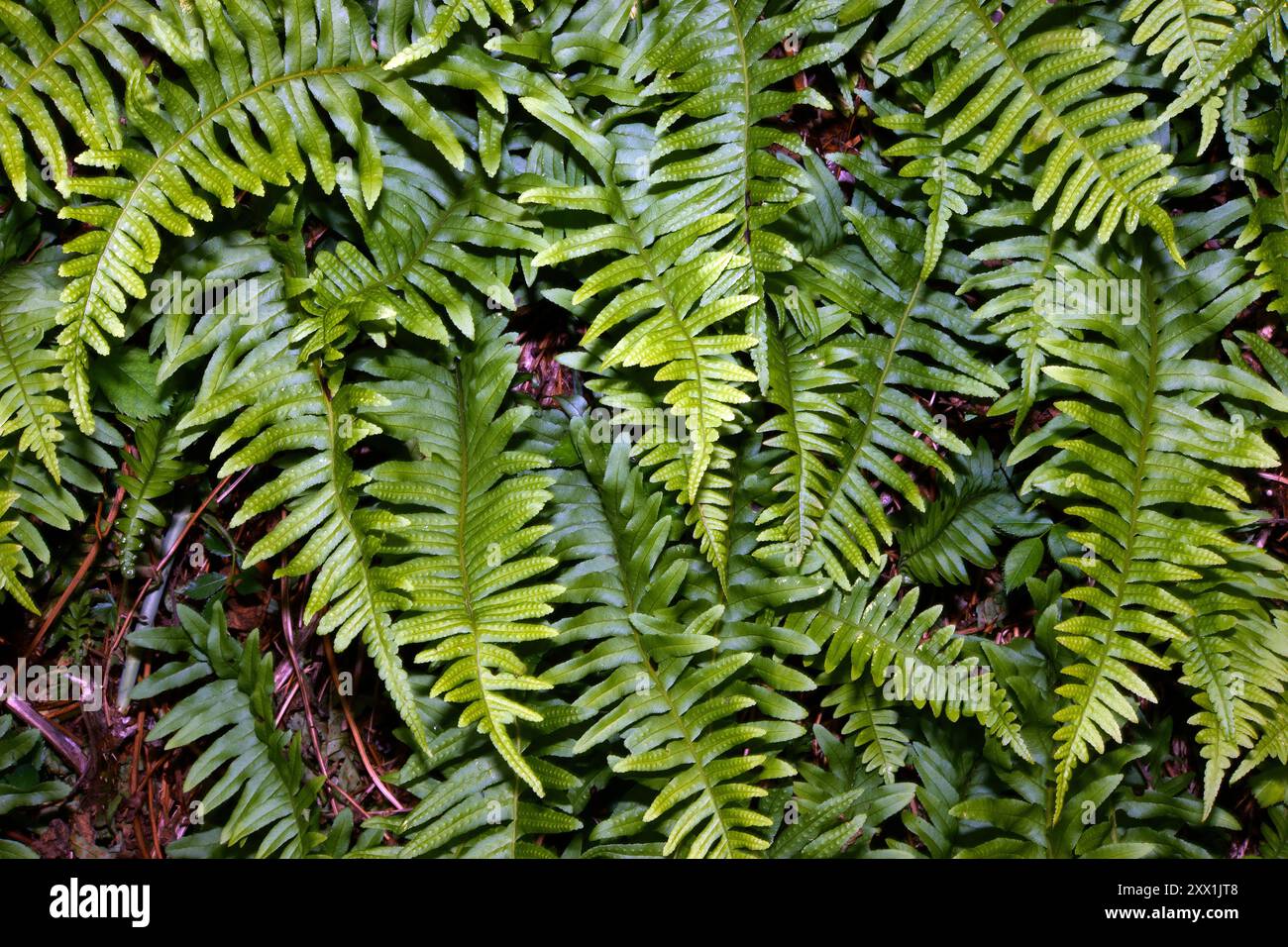 Polypodium vulgare (common polypody) is an evergreen fern found in ...