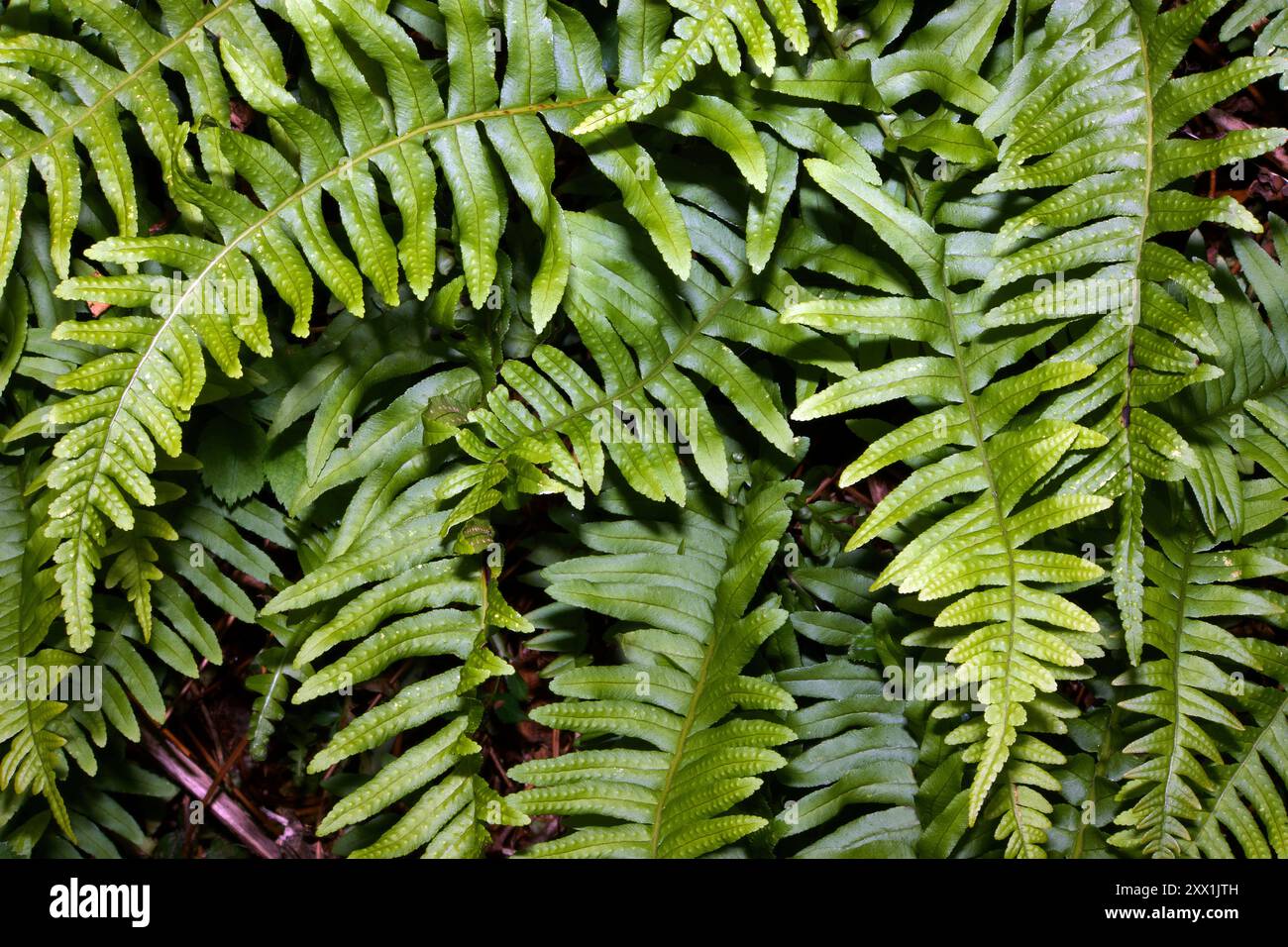 Polypodium vulgare (common polypody) is an evergreen fern found in ...